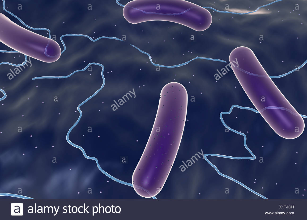 Bacillus Cereus High Resolution Stock Photography and Images - Alamy