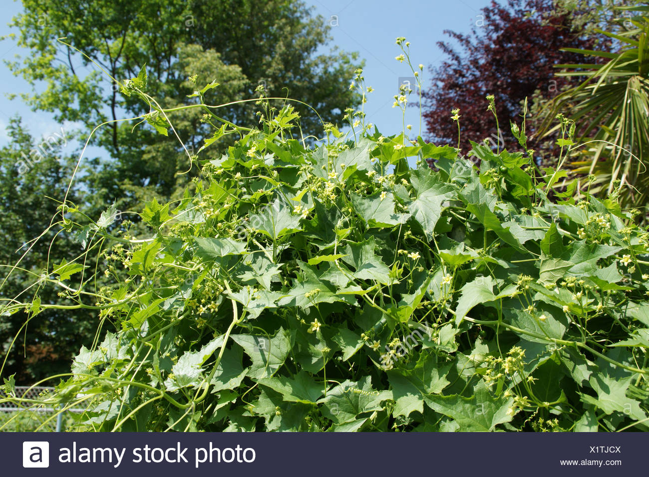 White Bryony Stock Photos & White Bryony Stock Images - Alamy