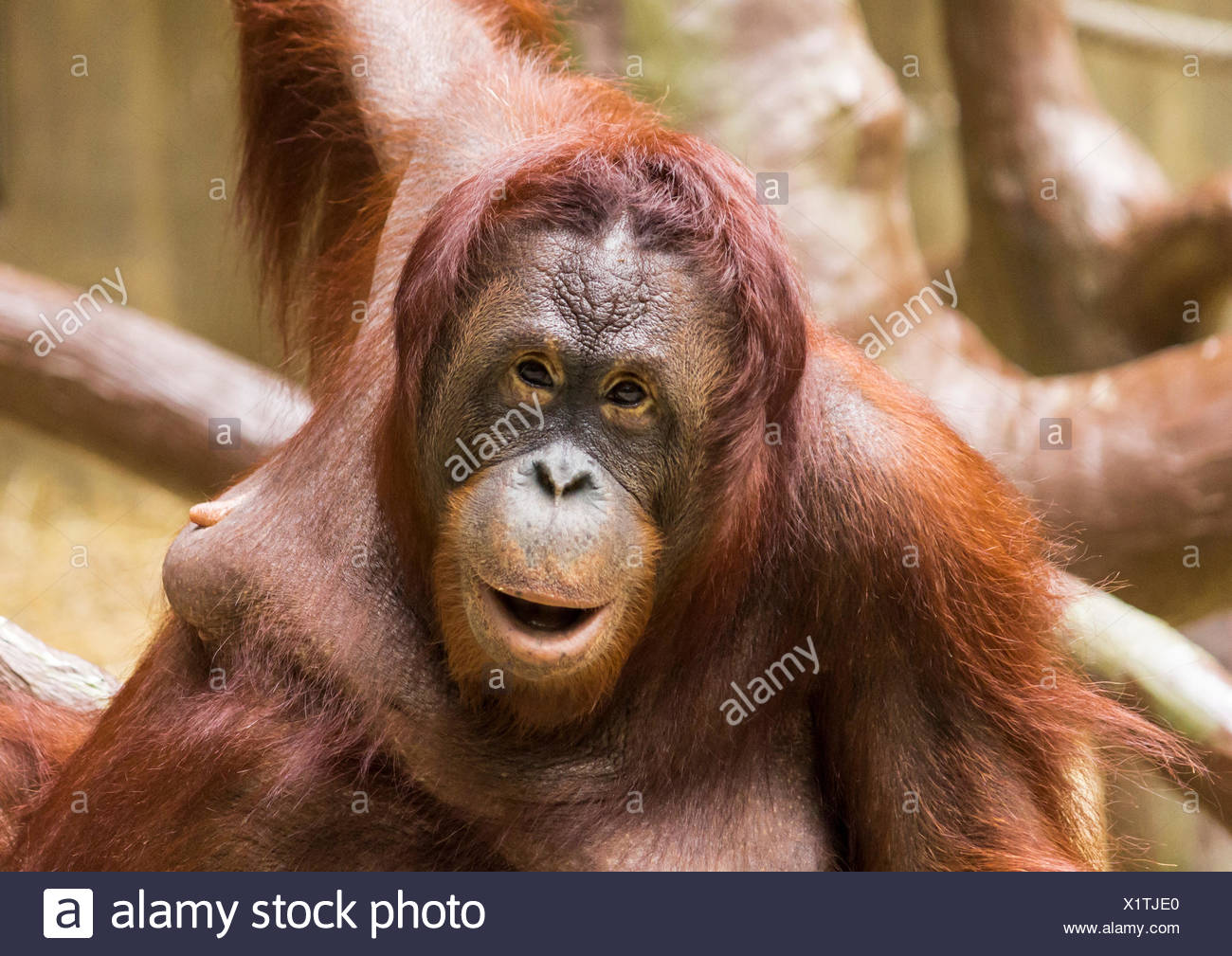 Affe Lachen High Resolution Stock Photography and Images - Alamy