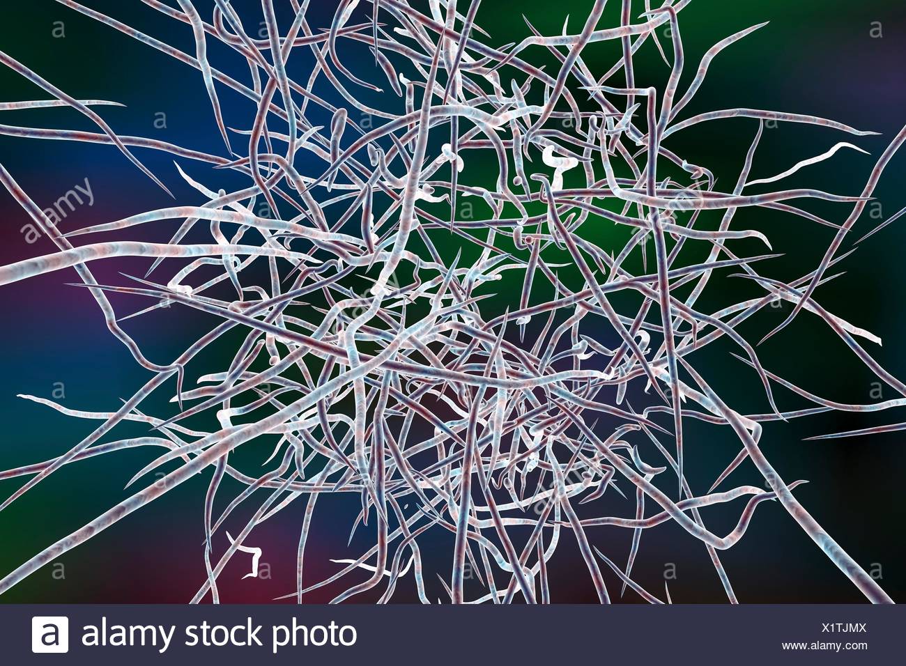 Nocardia Bacteria High Resolution Stock Photography and Images - Alamy
