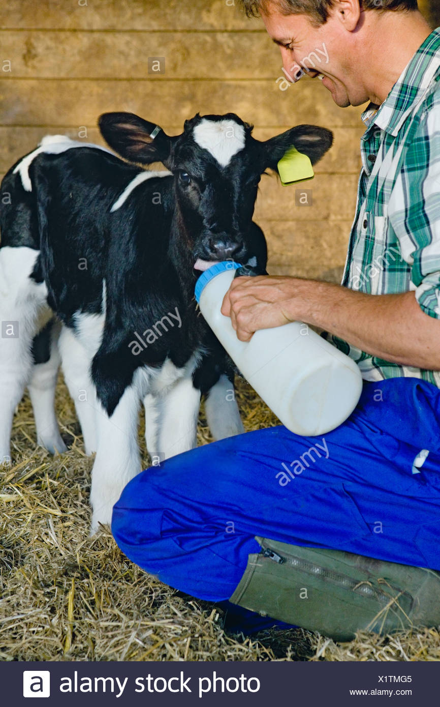 Calf Rearing Stock Photos & Calf Rearing Stock Images - Alamy