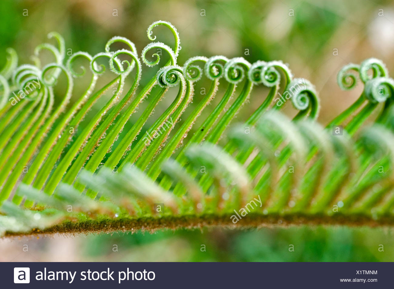 Fern Plant Curling Stock Photos & Fern Plant Curling Stock Images - Alamy