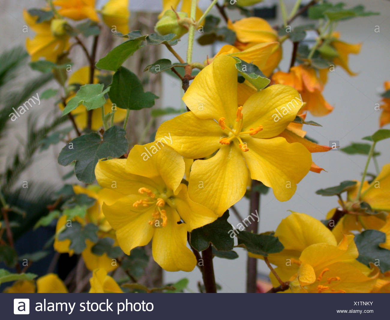 Flannel Plant High Resolution Stock Photography and Images - Alamy