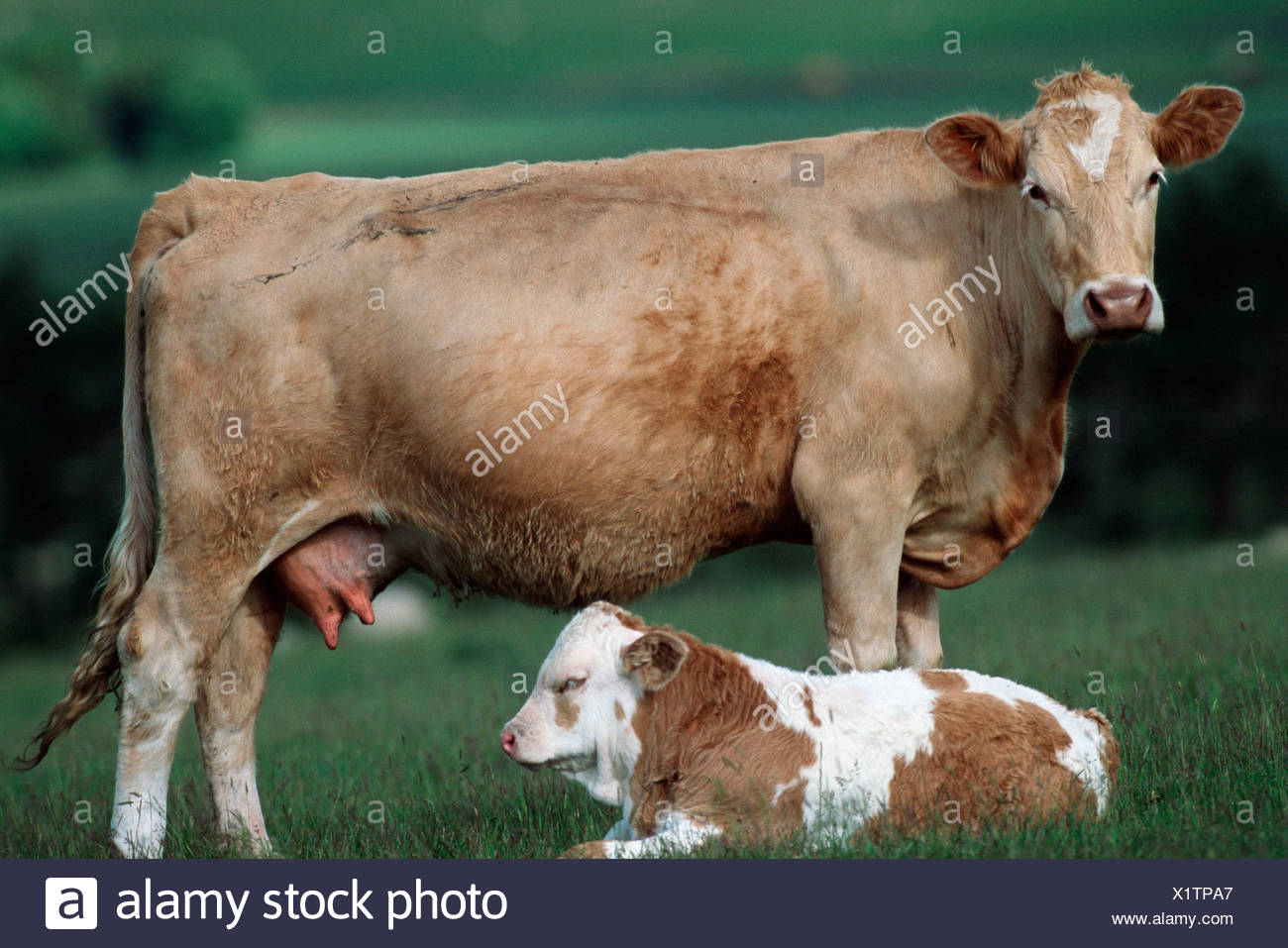 Simmental Cattle Stock Photos & Simmental Cattle Stock Images - Alamy