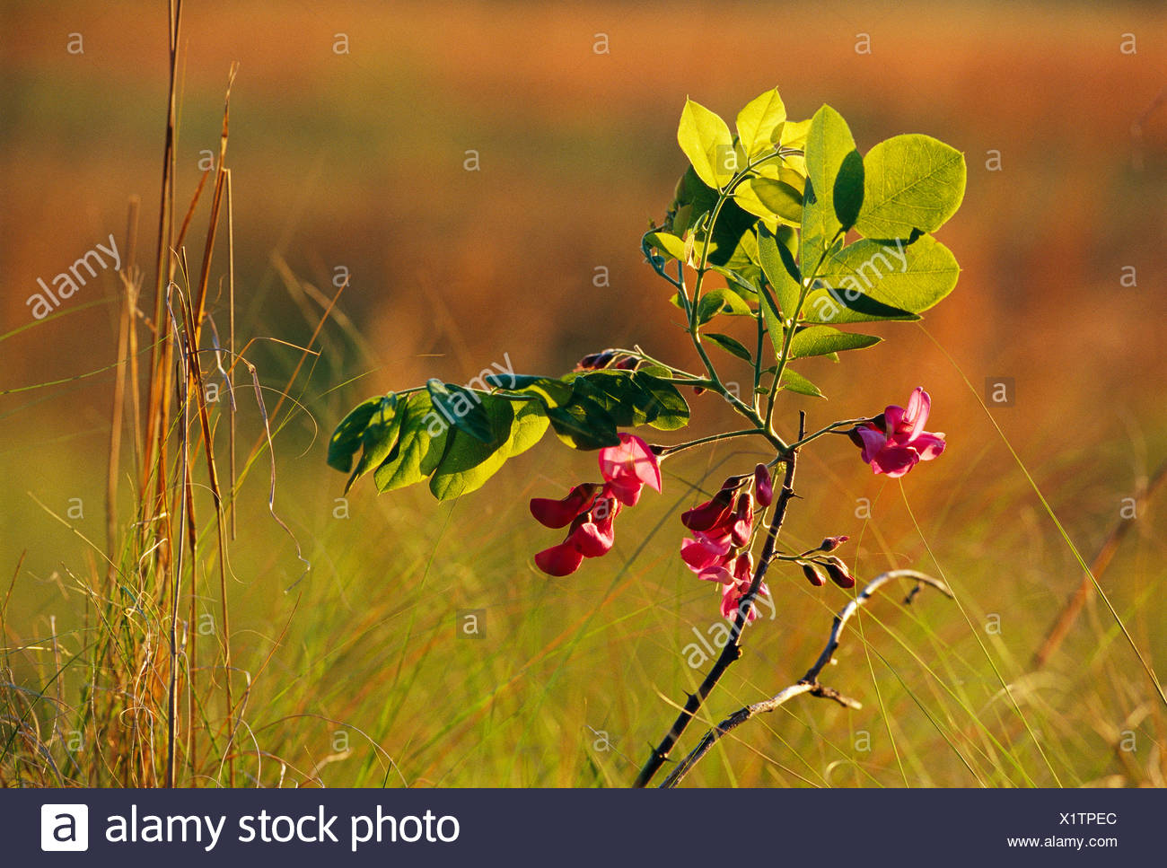 Carolina Locust High Resolution Stock Photography and Images - Alamy