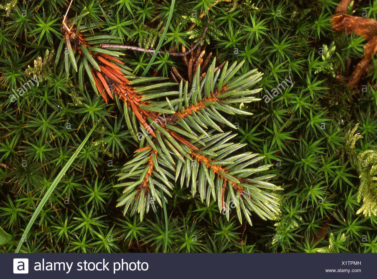 Naaldboom Stock Photos & Naaldboom Stock Images - Alamy
