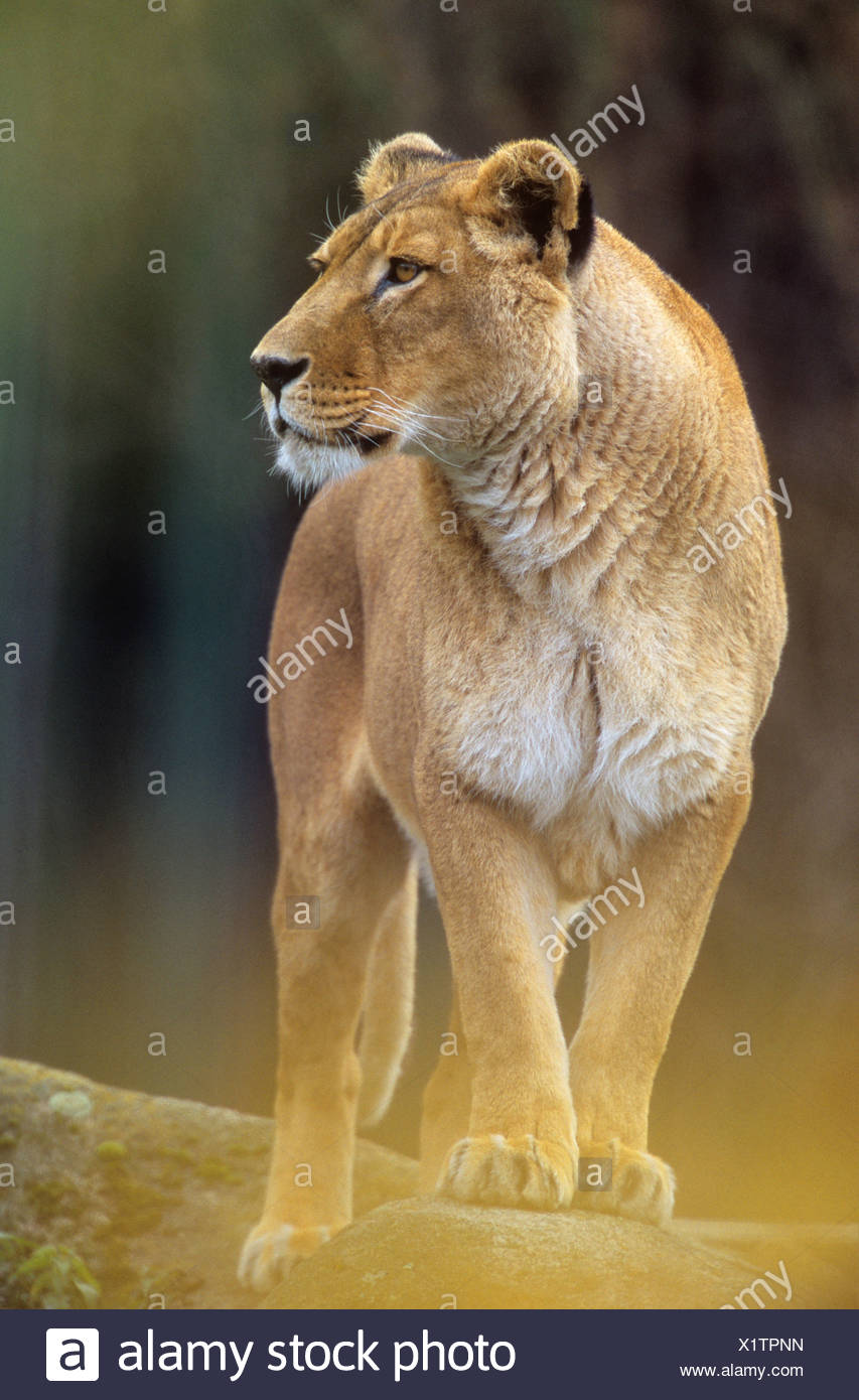 Lioness Standing Stock Photos & Lioness Standing Stock Images - Alamy