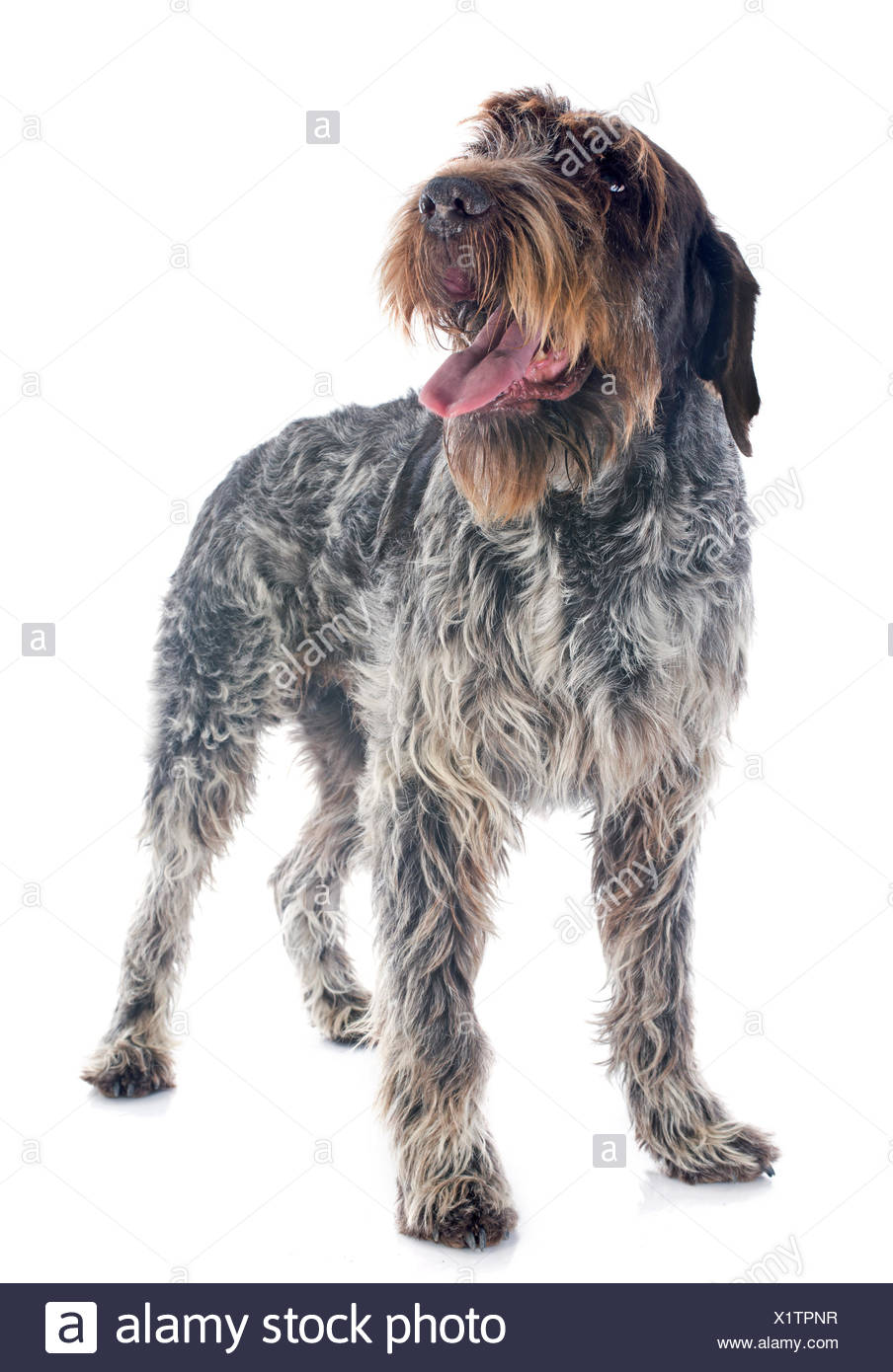 Korthals Griffon High Resolution Stock Photography and Images - Alamy