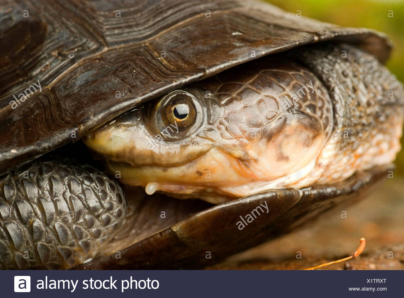 Toothless got some pebbles for her home. She approves : r/Eyebleach