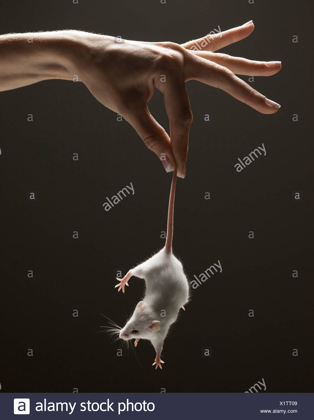 Hand Holding Mouse Tail Stock Photos & Hand Holding Mouse Tail Stock ...