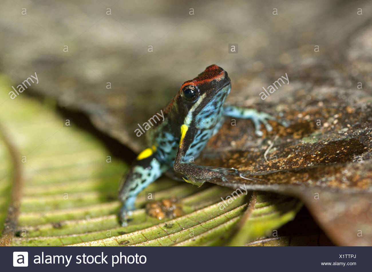 Parvulus High Resolution Stock Photography and Images - Alamy