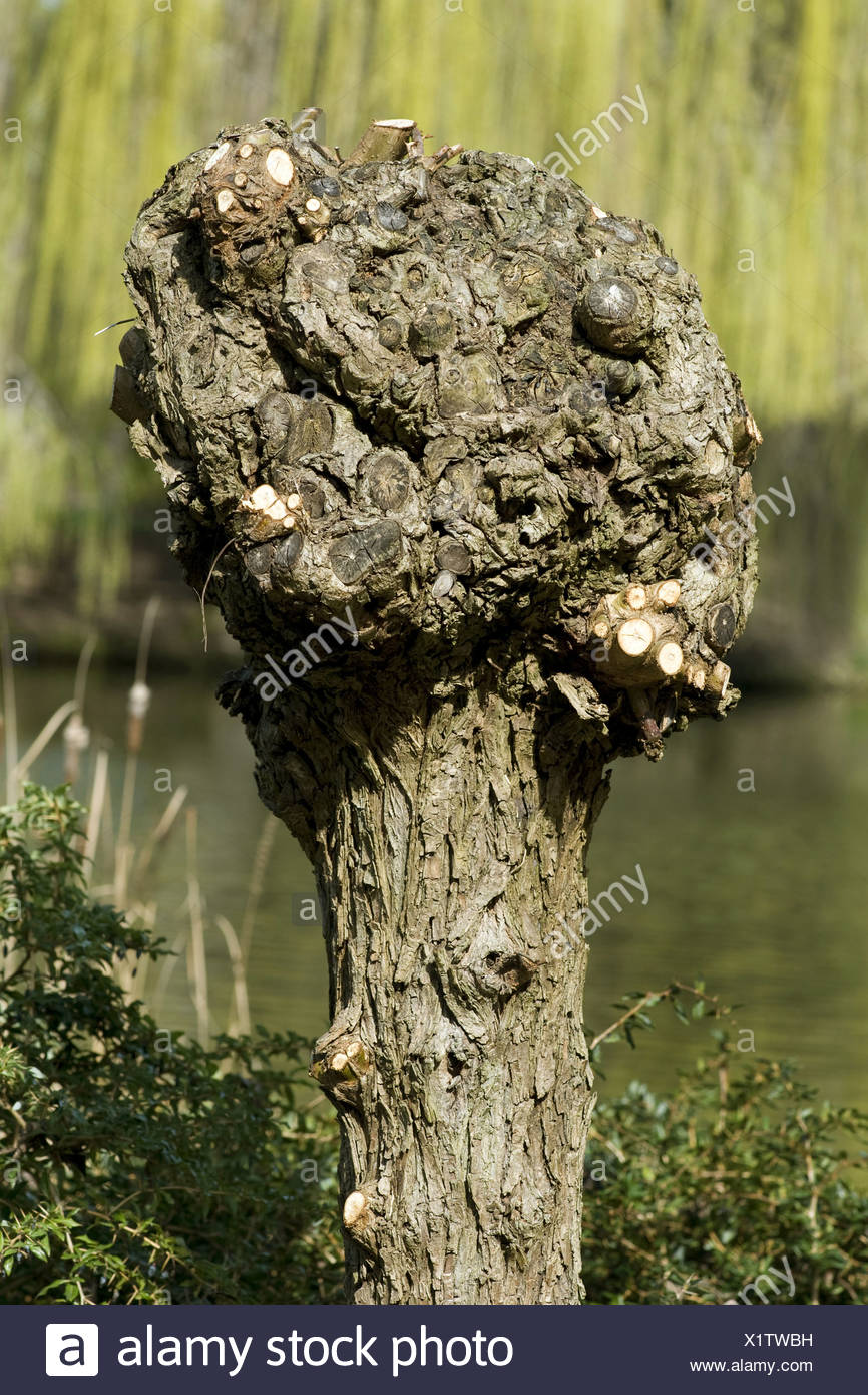 Common Osier Salix Viminalis High Resolution Stock Photography and ...