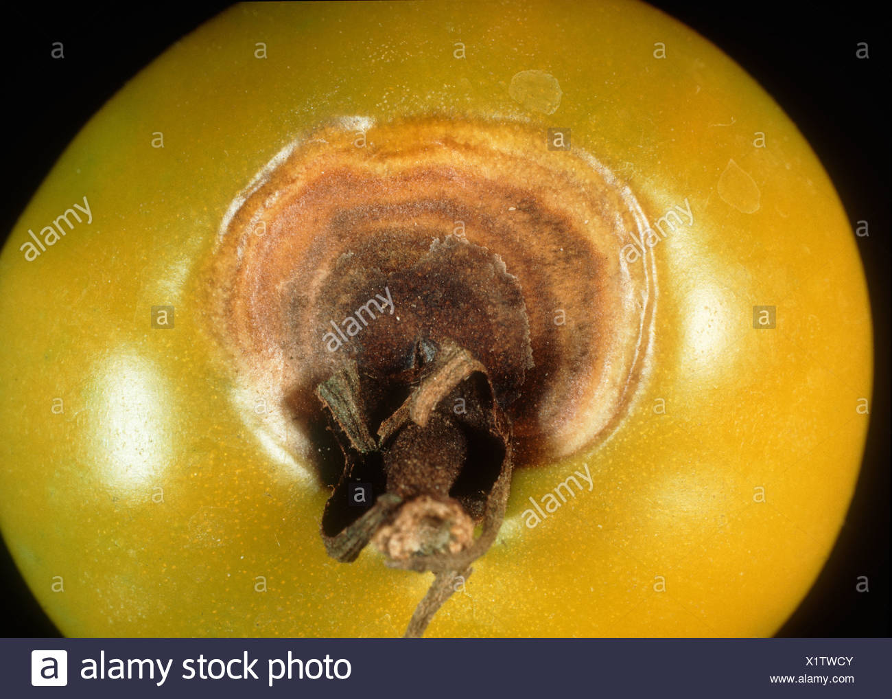 Early Blight Target Spot Alternaria Stock Photos & Early Blight Target ...