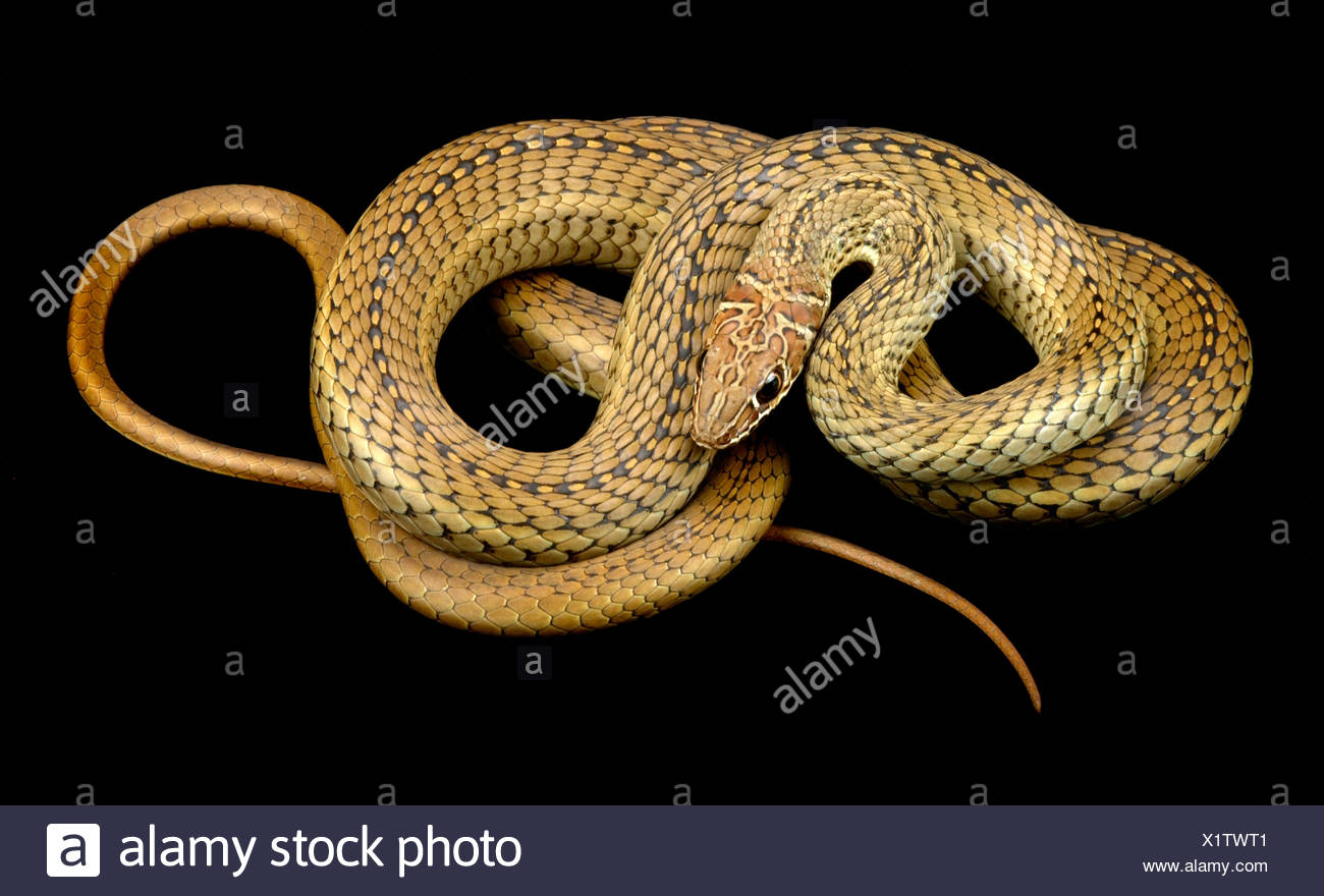 African Snake Stock Photos & African Snake Stock Images - Alamy
