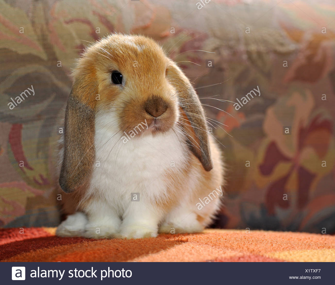 Lop Ear Stock Photos & Lop Ear Stock Images - Alamy