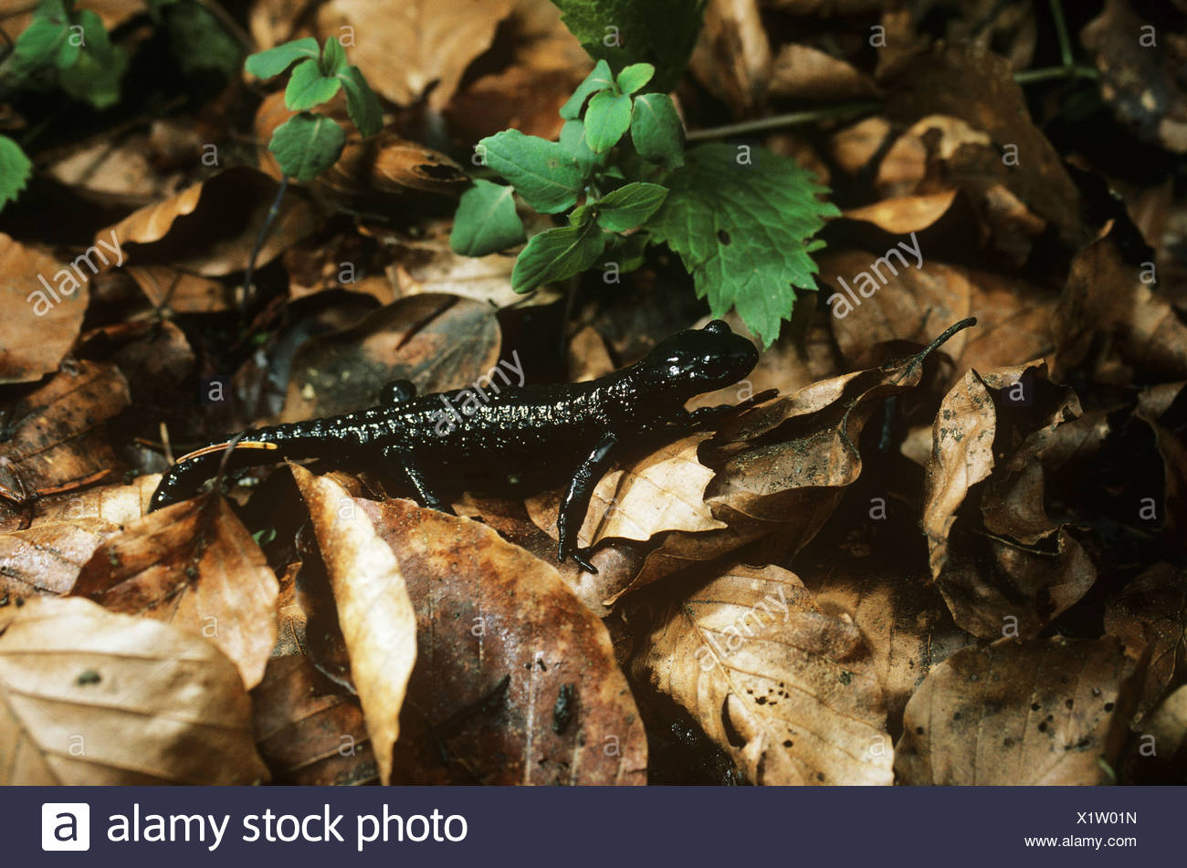 Alpine Salamanders High Resolution Stock Photography and Images - Alamy