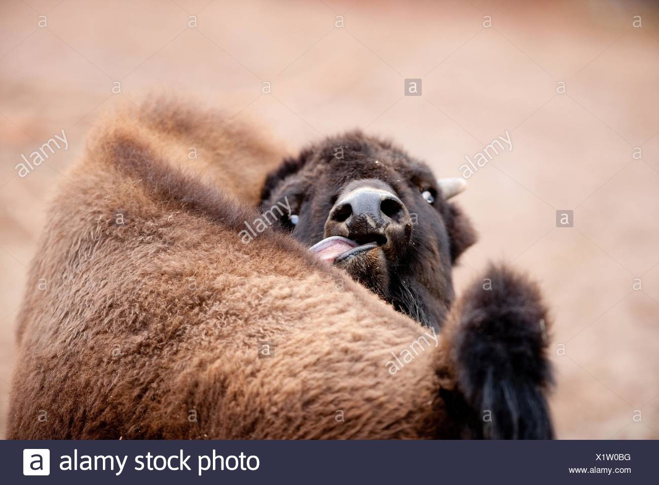 Buffalo Tongue High Resolution Stock Photography and Images - Alamy