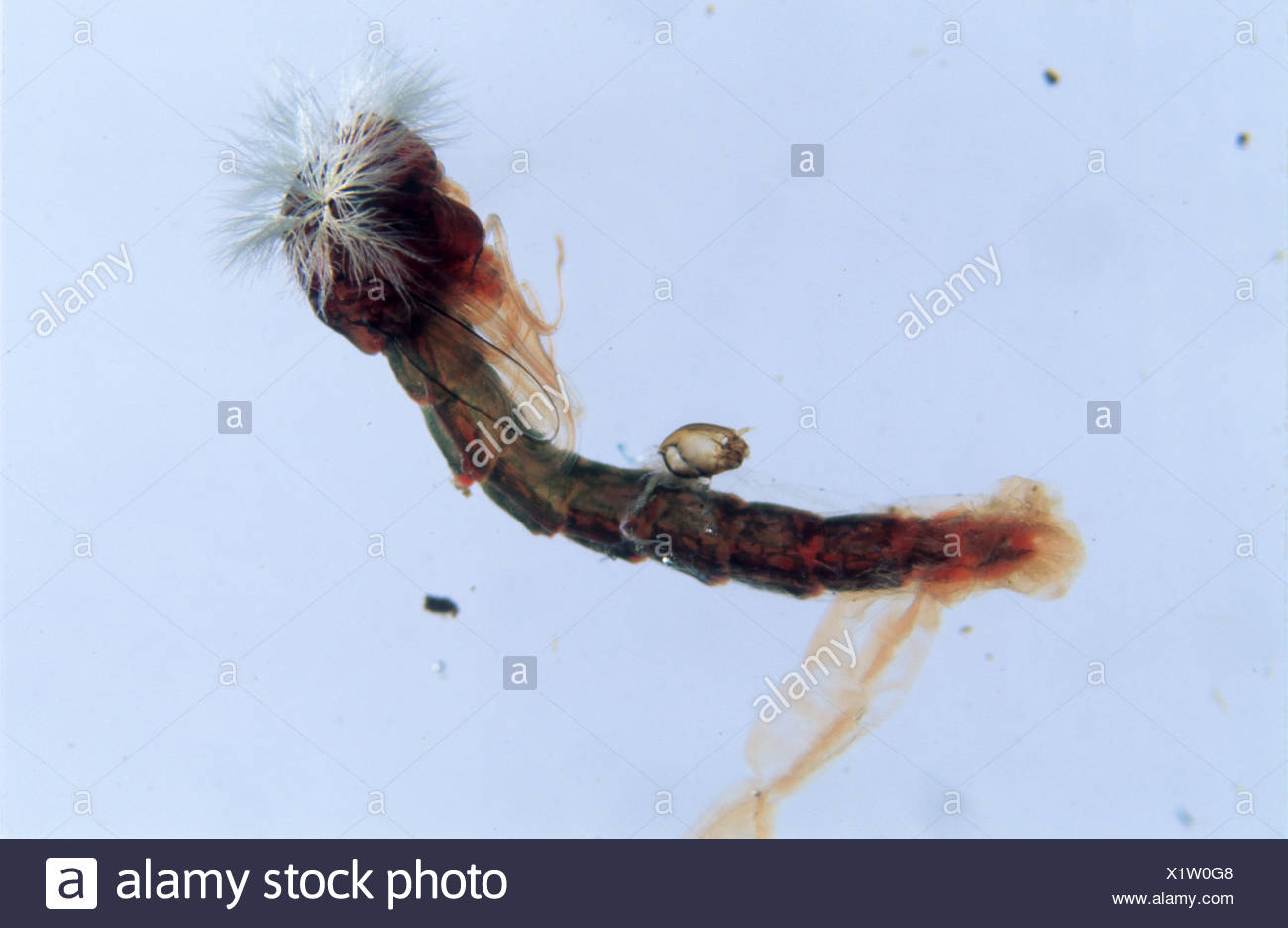 Chironomus High Resolution Stock Photography and Images - Alamy