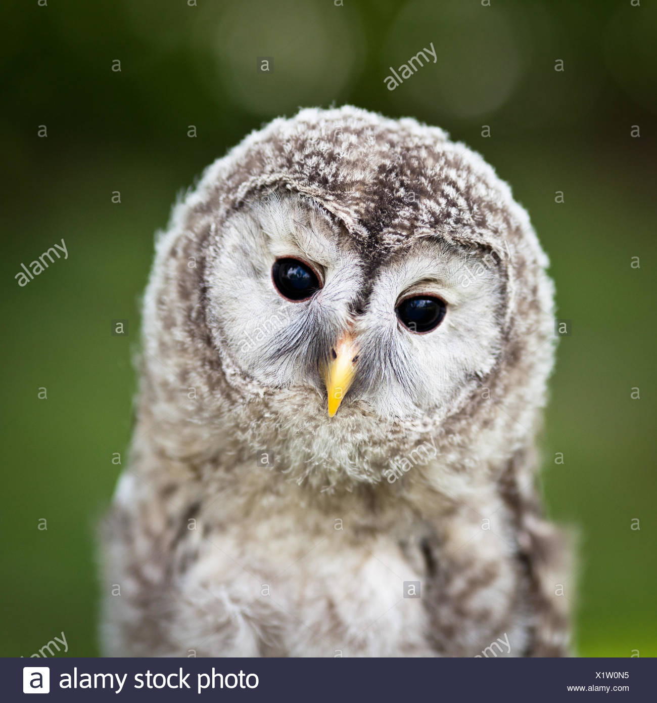 Tawny Little High Resolution Stock Photography and Images - Alamy