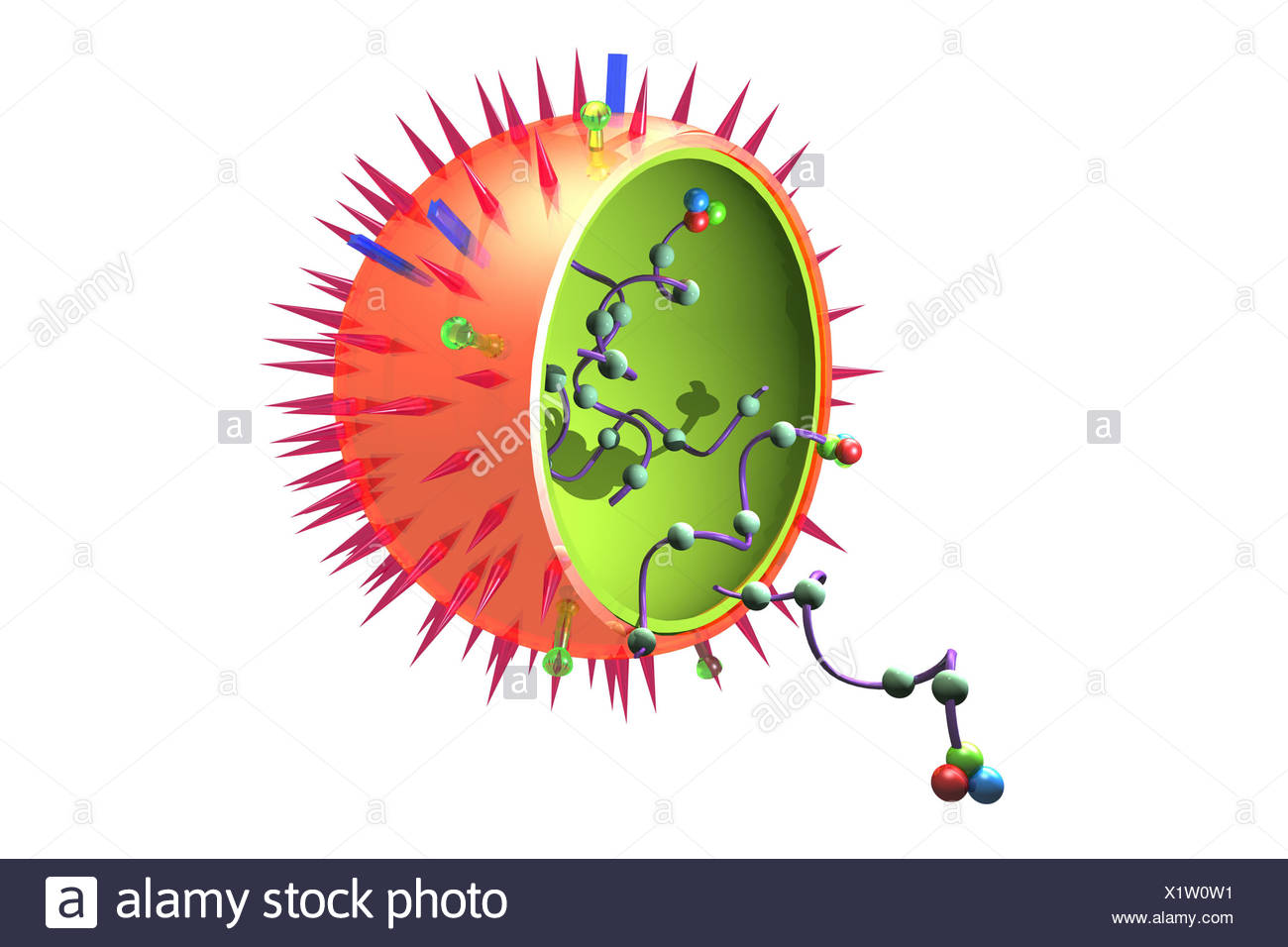 Avian Influenza Drawing High Resolution Stock Photography and Images ...