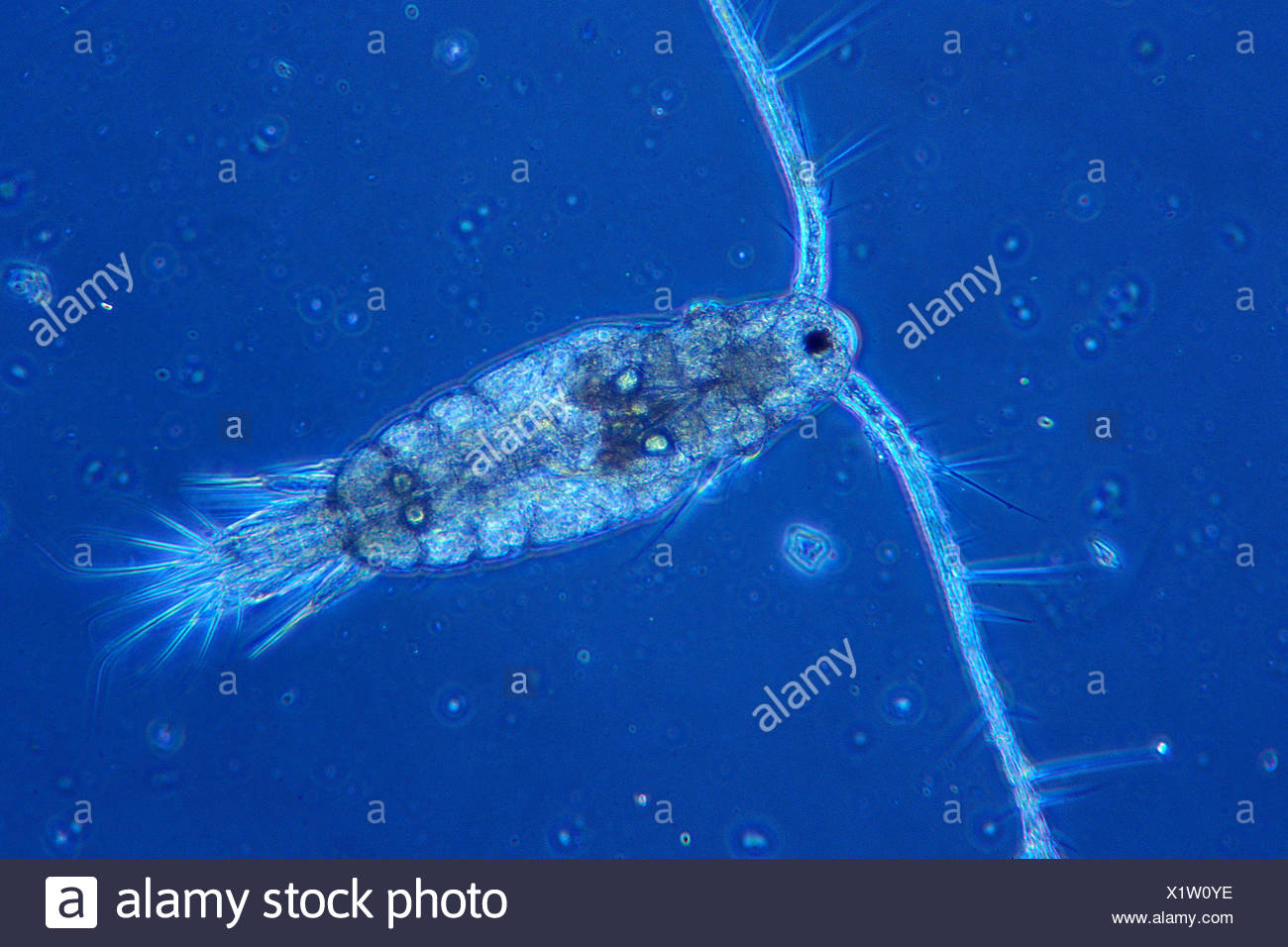 Copepod Copepoda High Resolution Stock Photography and Images - Alamy