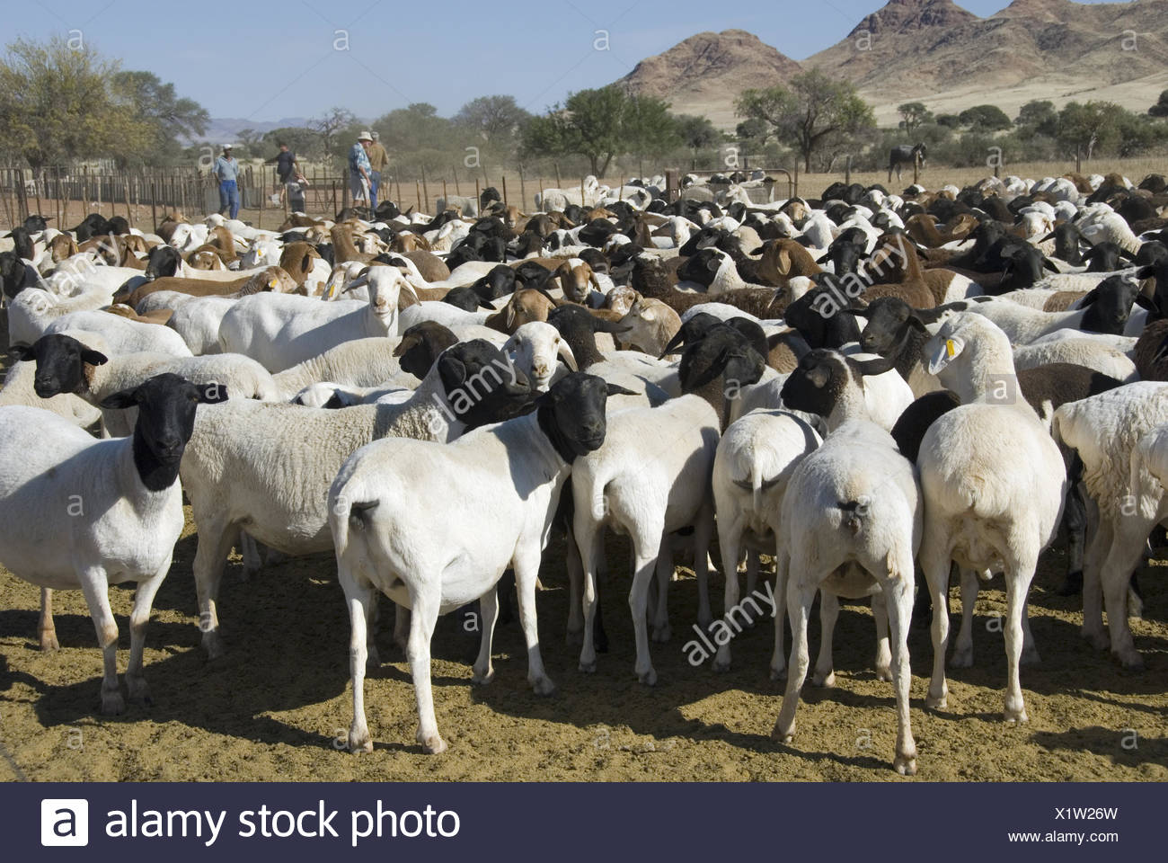 Karakul Sheep Stock Photos & Karakul Sheep Stock Images - Alamy