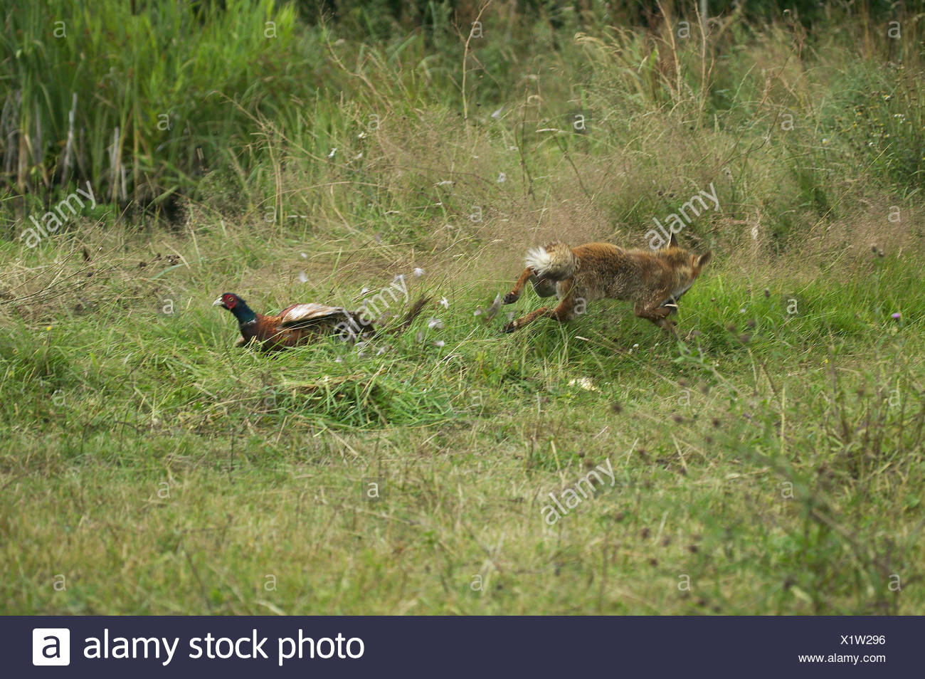 Adult Hunting High Resolution Stock Photography and Images - Alamy