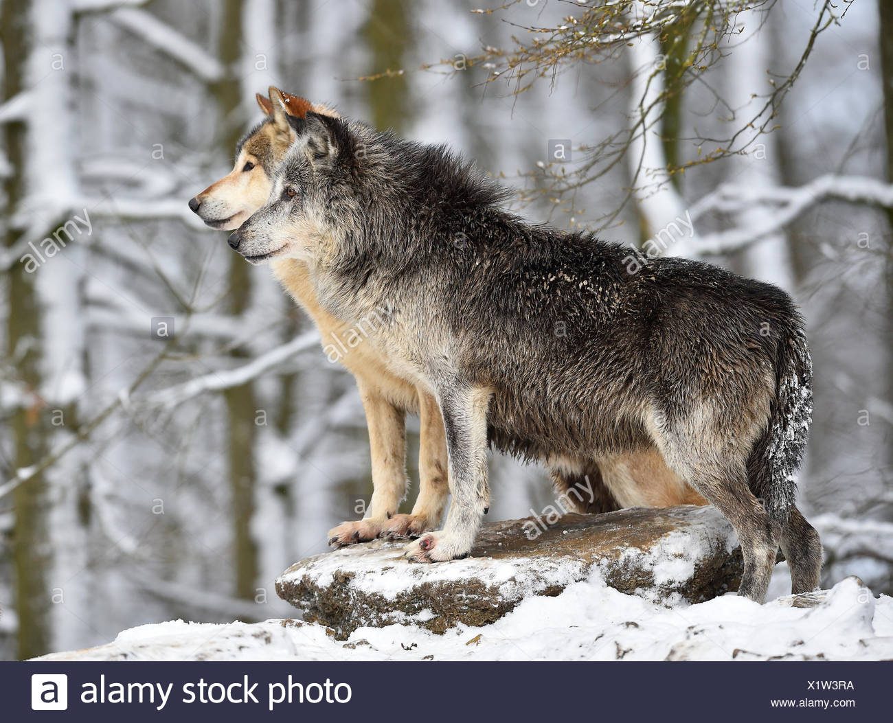 Alpha Male And Female High Resolution Stock Photography and Images - Alamy