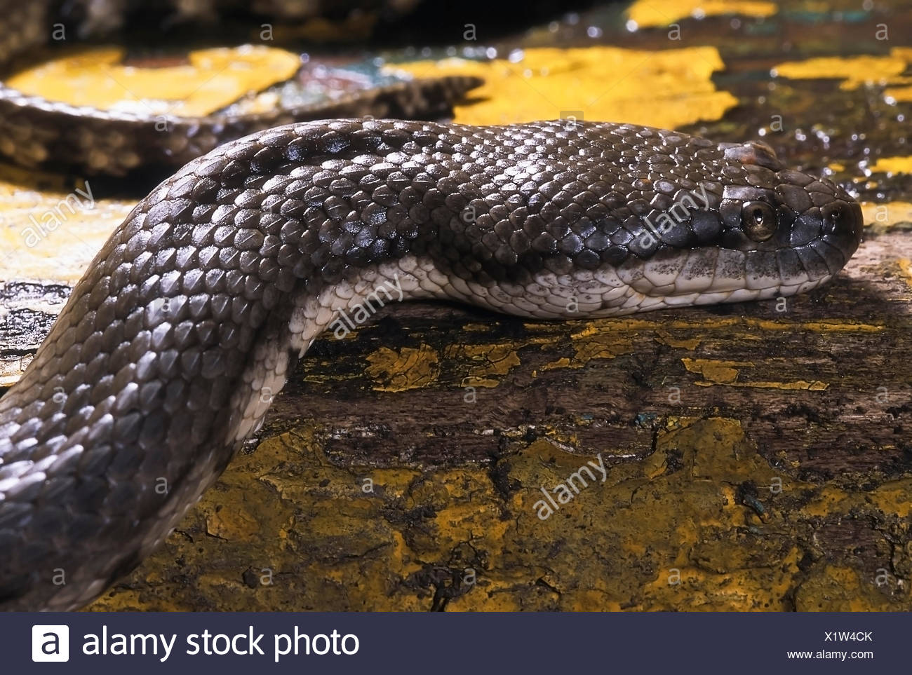 Cerberus Dog High Resolution Stock Photography and Images - Alamy
