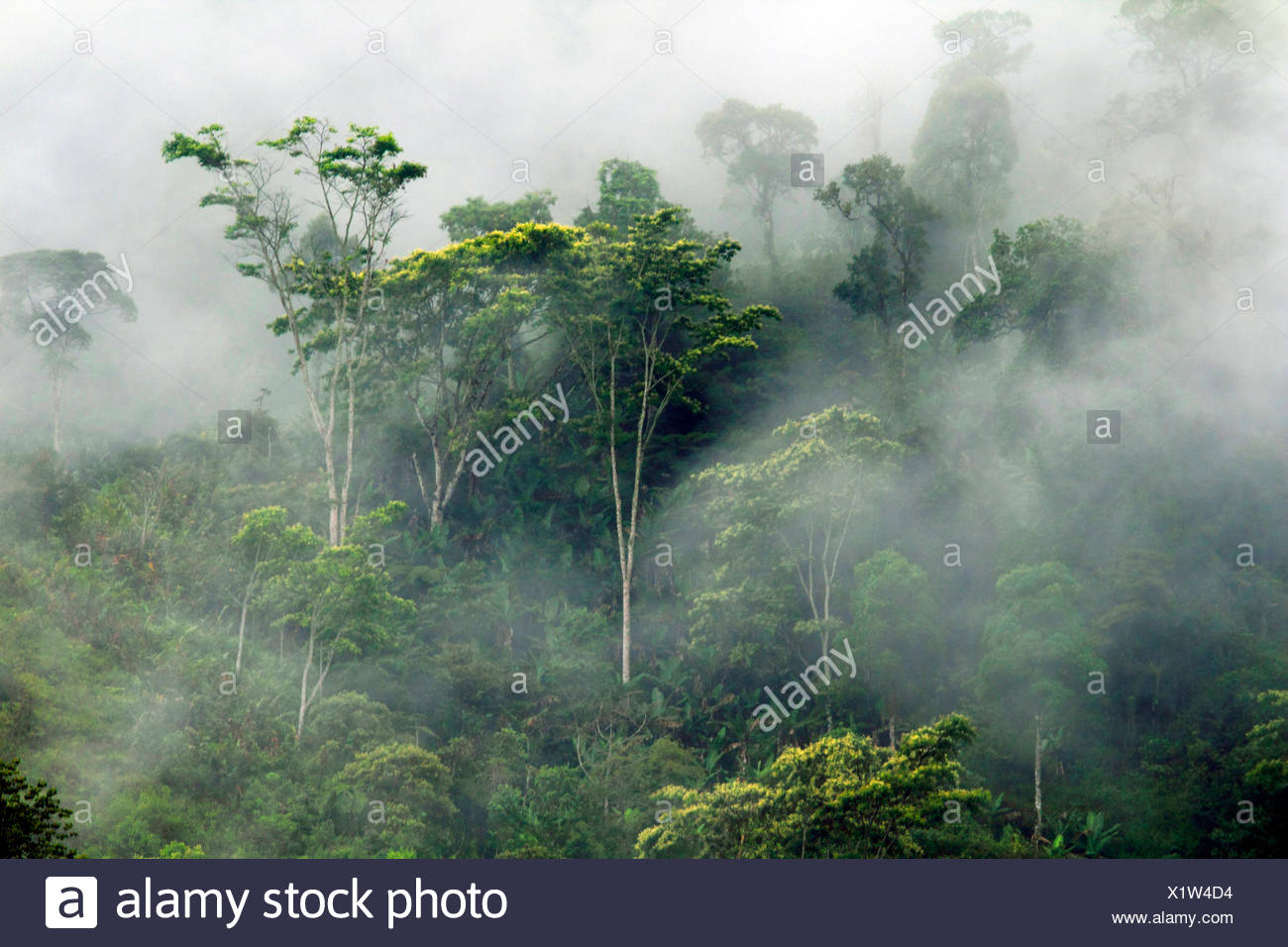 Dense Vegetation In Tropical Rainforest High Resolution Stock ...