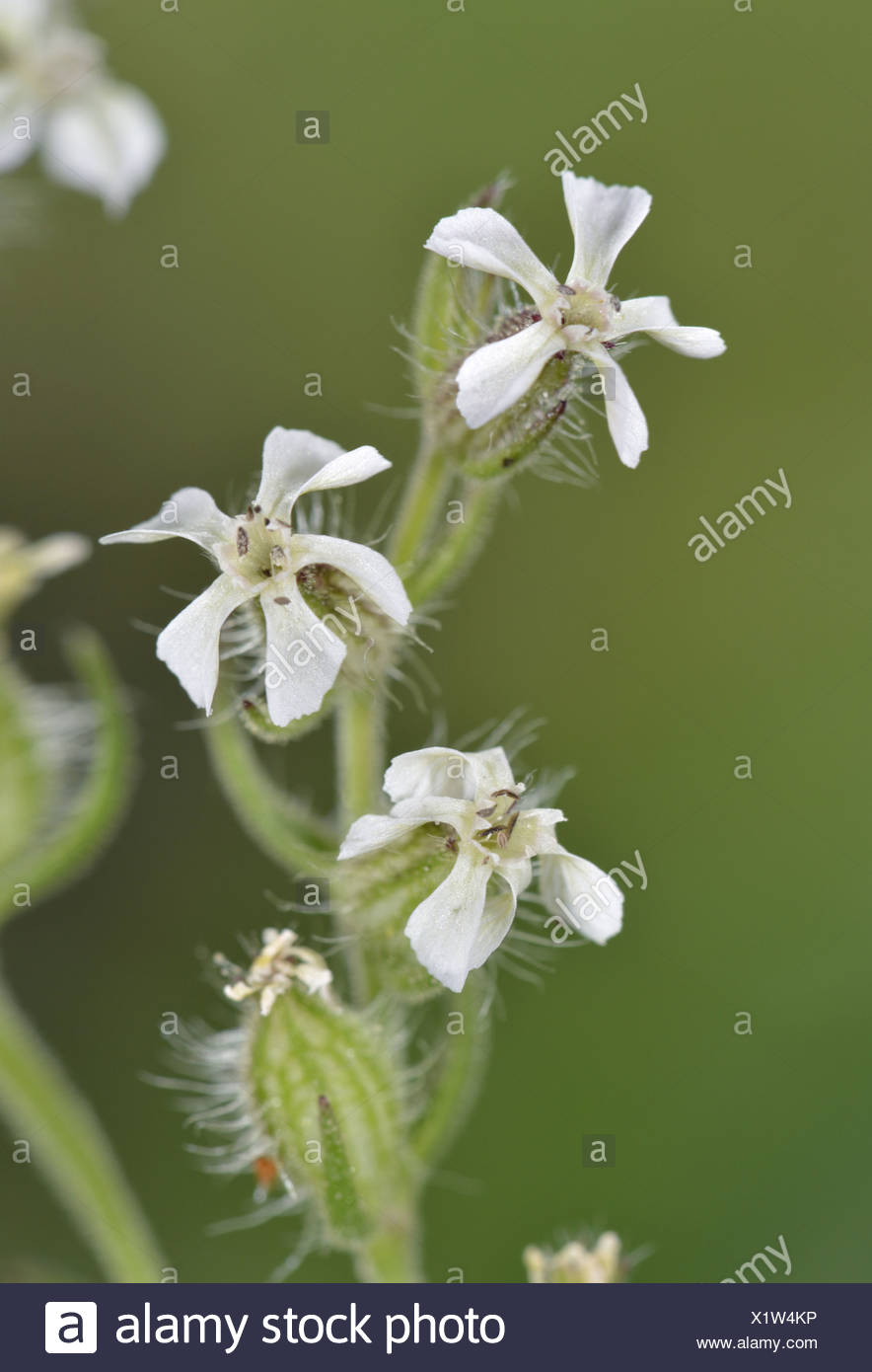 White Catchfly High Resolution Stock Photography and Images - Alamy