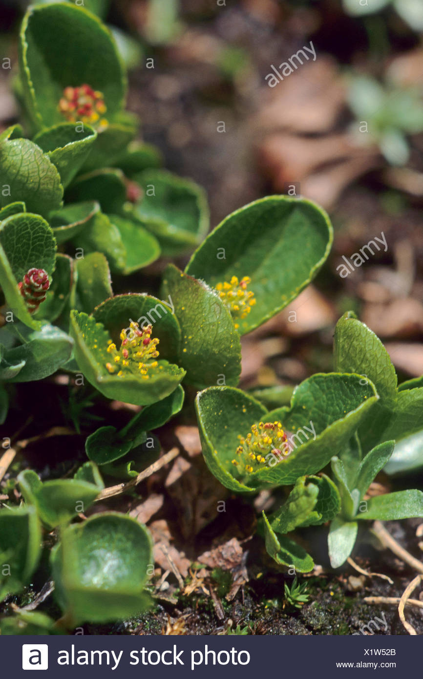 Dwarf Willow Tree Stock Photos & Dwarf Willow Tree Stock Images - Alamy
