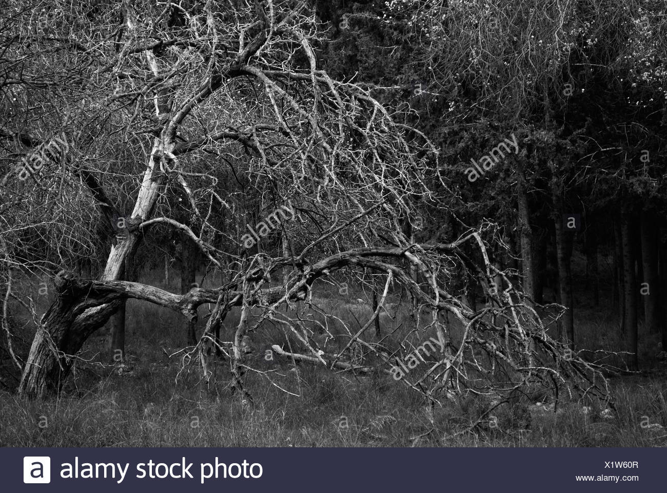 Pine Trees Black and White Stock Photos & Images - Alamy