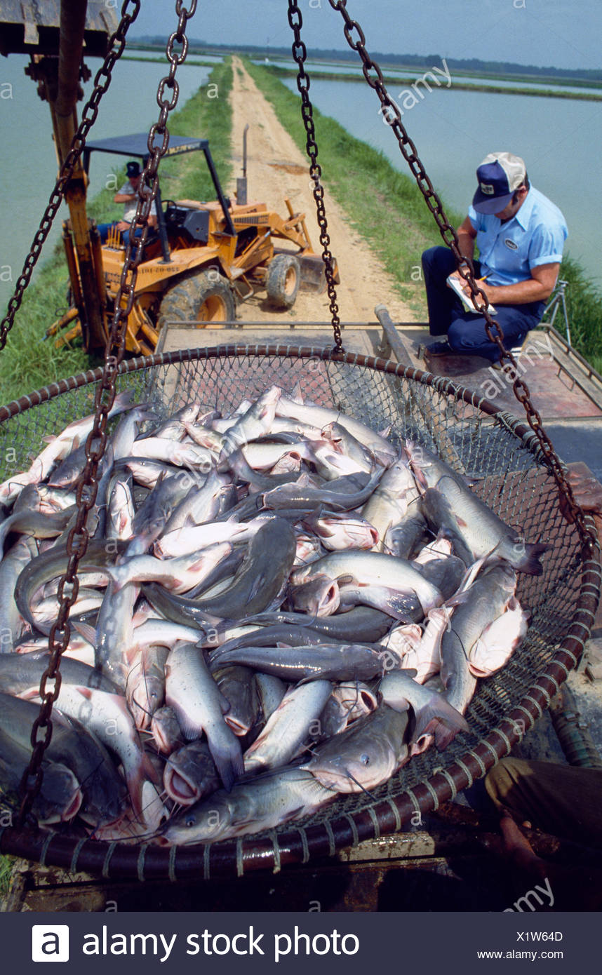 Farm Raised Catfish Stock Photos & Farm Raised Catfish Stock Images - Alamy