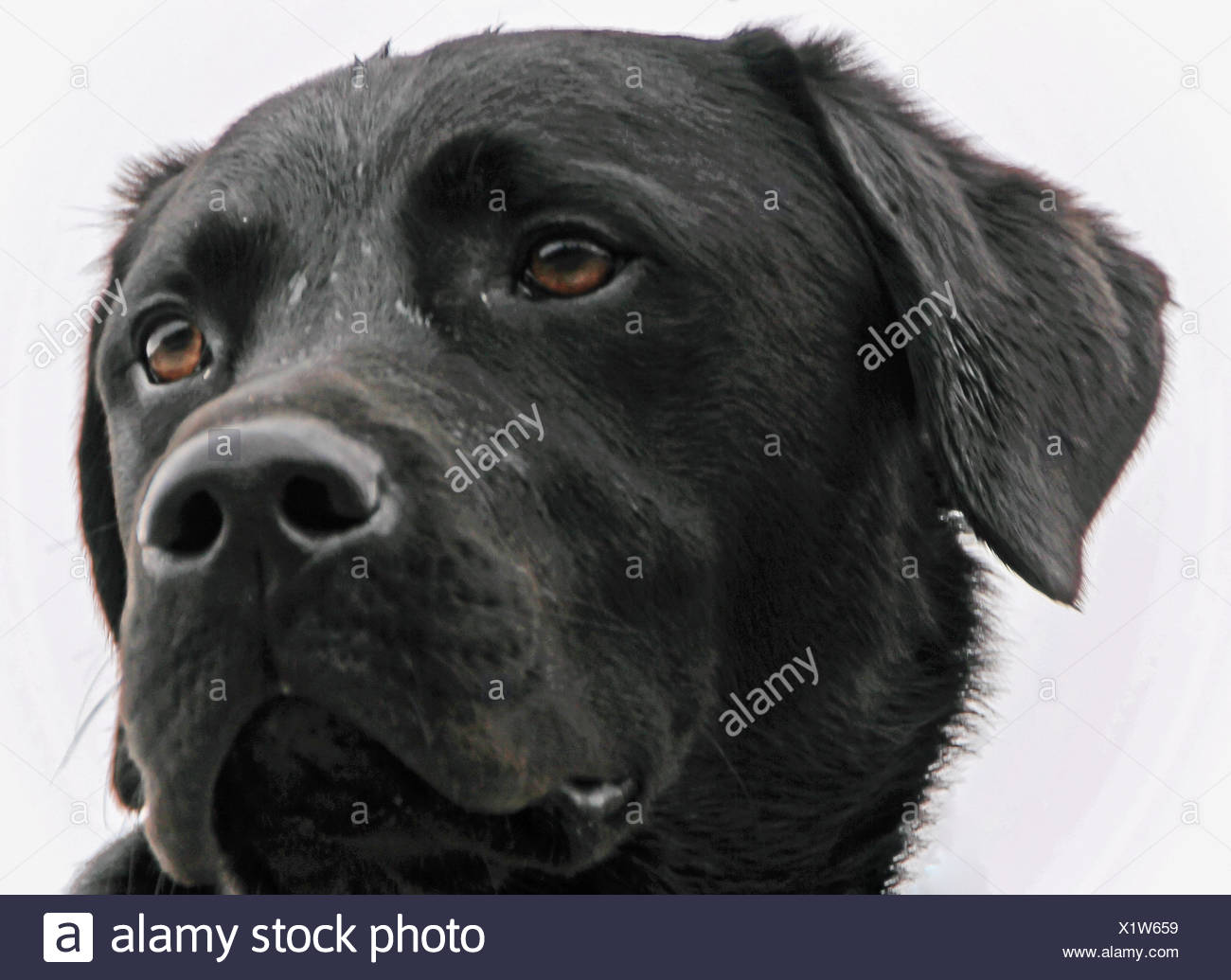 Black Lab Stock Photos & Black Lab Stock Images - Alamy Black Lab Stock Photos & Black Lab Stock Images - Alamy