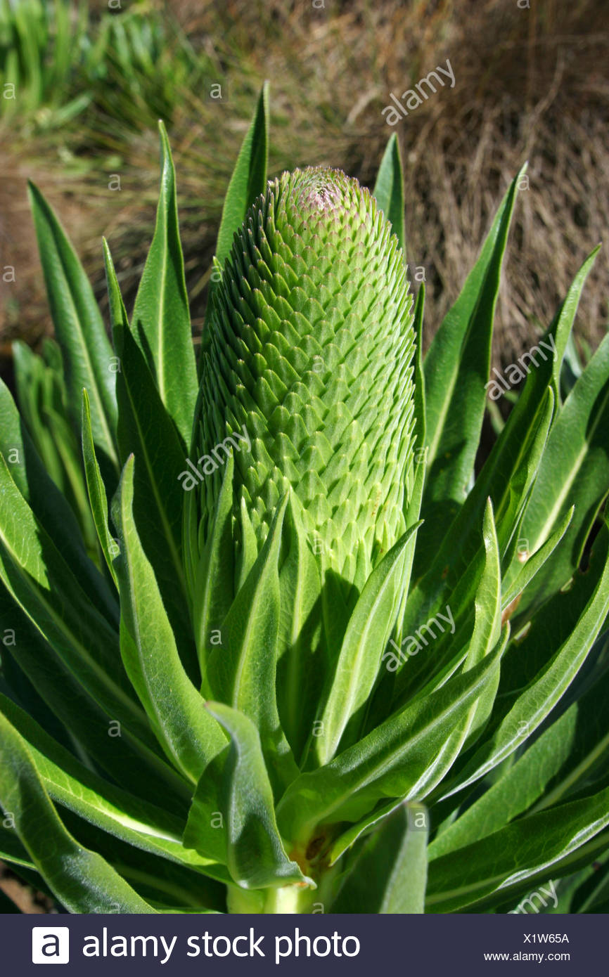 Giant Groundsel Plants High Resolution Stock Photography and Images - Alamy