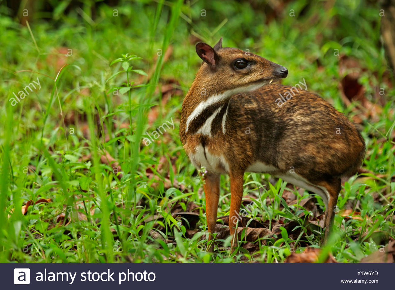 Deer Mouse Stock Photos & Deer Mouse Stock Images - Alamy
