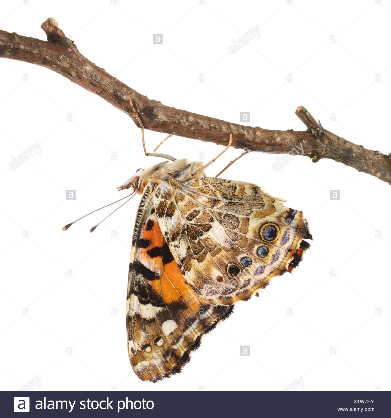 Butterfly Painted Lady High Resolution Stock Photography and Images - Alamy