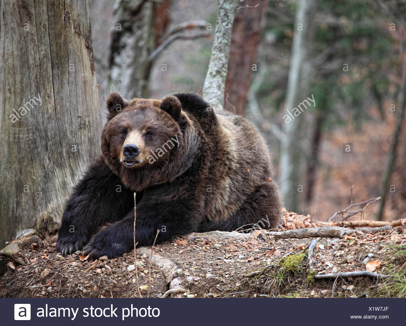 Bear Teeth Stock Photos & Bear Teeth Stock Images - Alamy