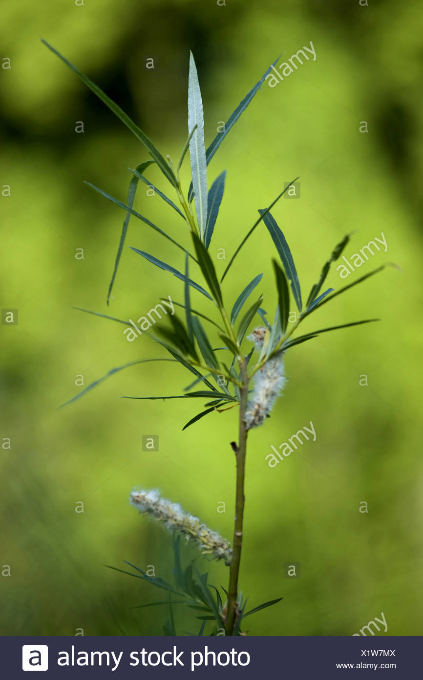 Common Osier Salix Viminalis High Resolution Stock Photography and ...
