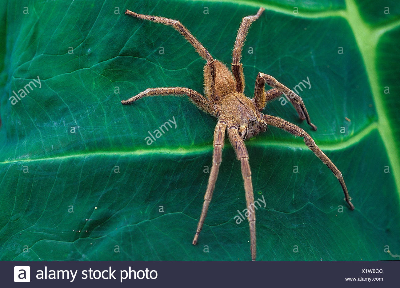 Brazilian Wandering Spiders High Resolution Stock Photography and ...