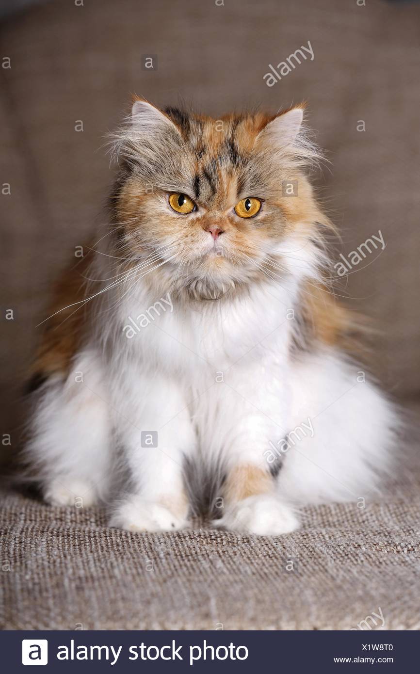 Tortoiseshell Persian Cat High Resolution Stock Photography and Images ...