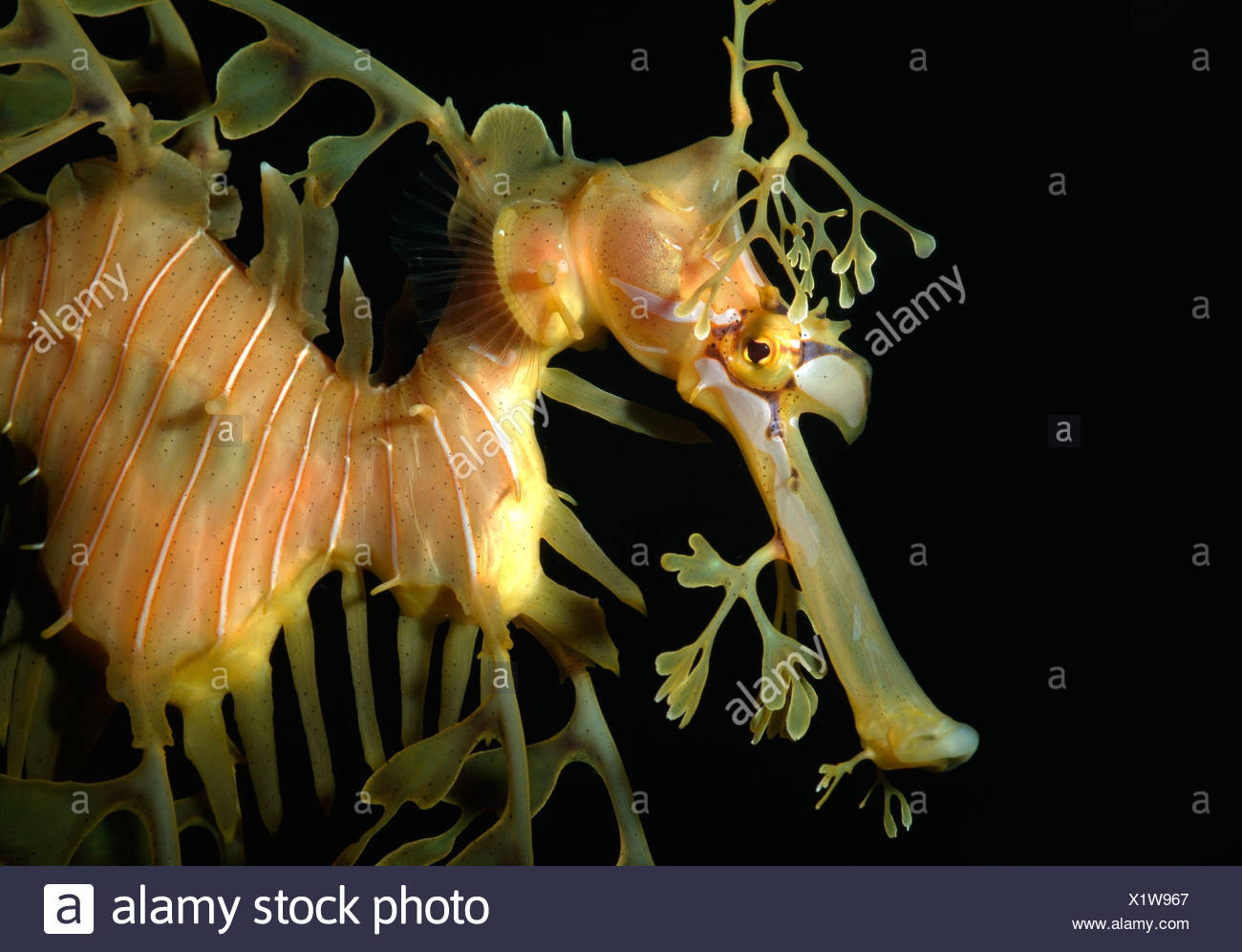Leafy Sea Dragon High Resolution Stock Photography and Images - Alamy