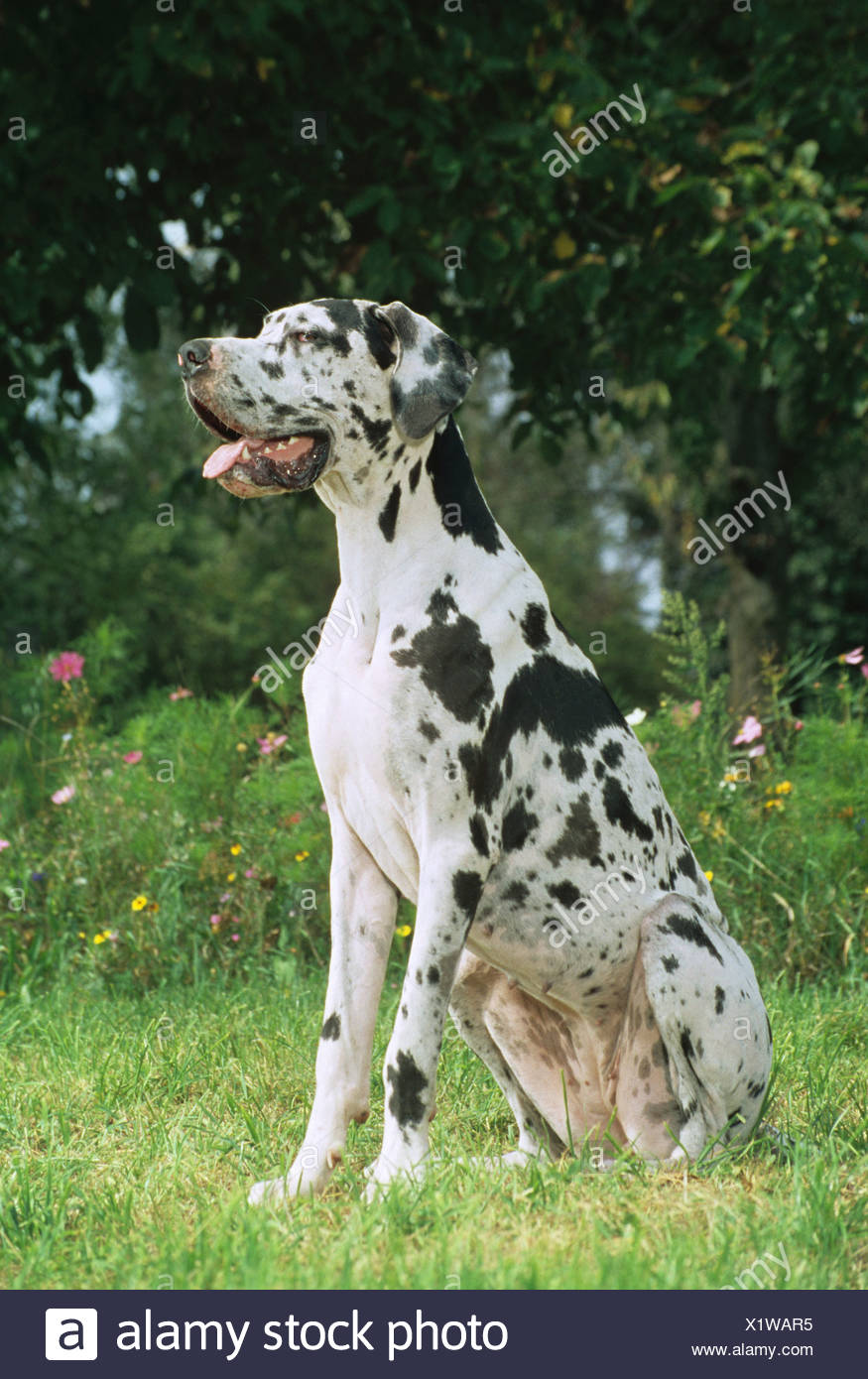 Dane Danes Stock Photos & Dane Danes Stock Images - Alamy