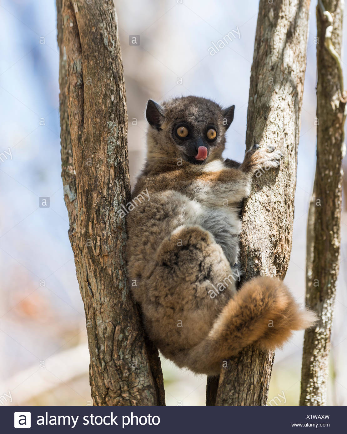 Zombitse Sportive Lemur Stock Photos & Zombitse Sportive Lemur Stock ...