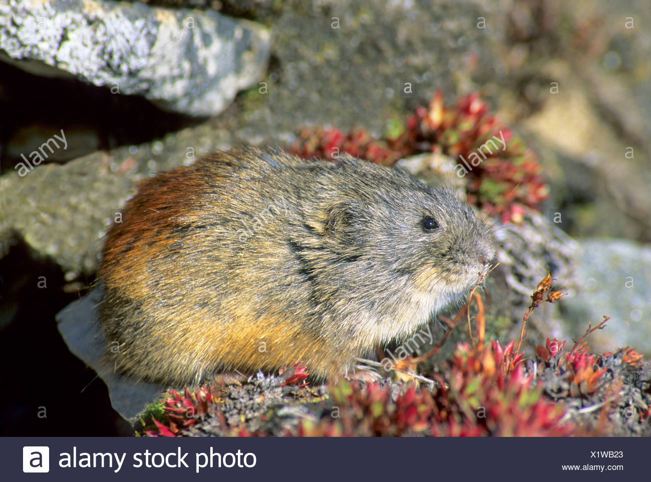 Lemmus Sibiricus High Resolution Stock Photography and Images - Alamy