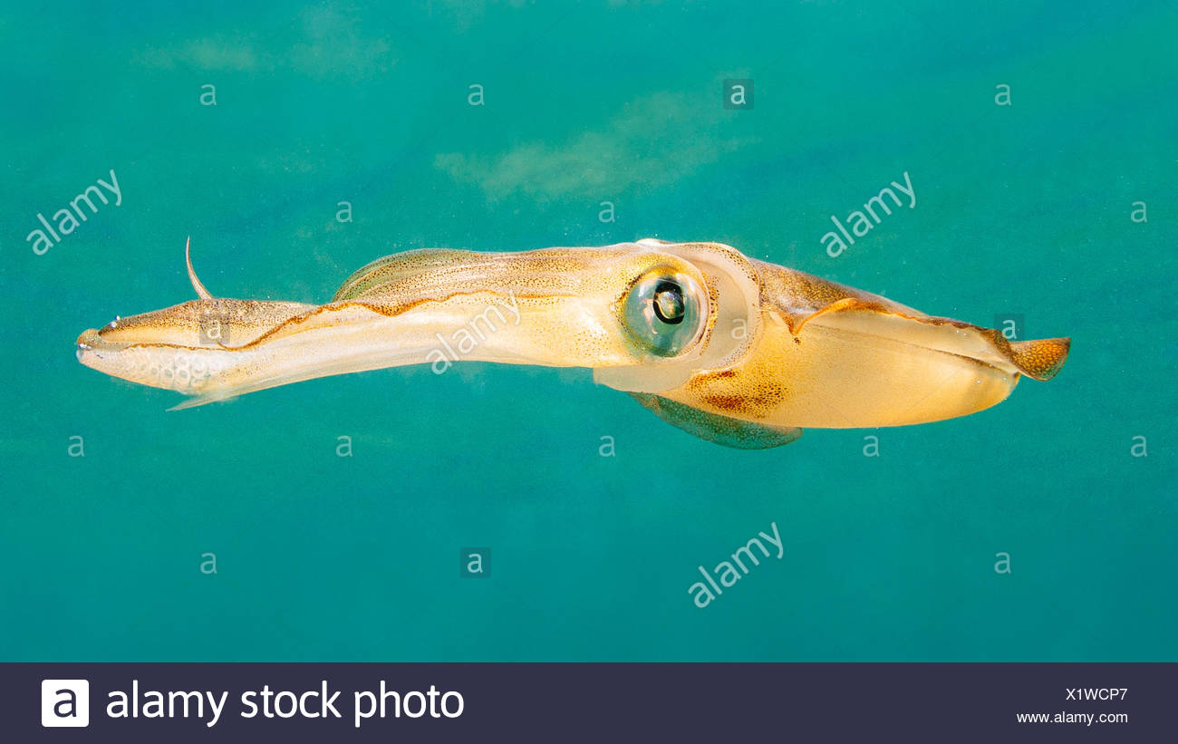 Squid Swimming High Resolution Stock Photography and Images - Alamy