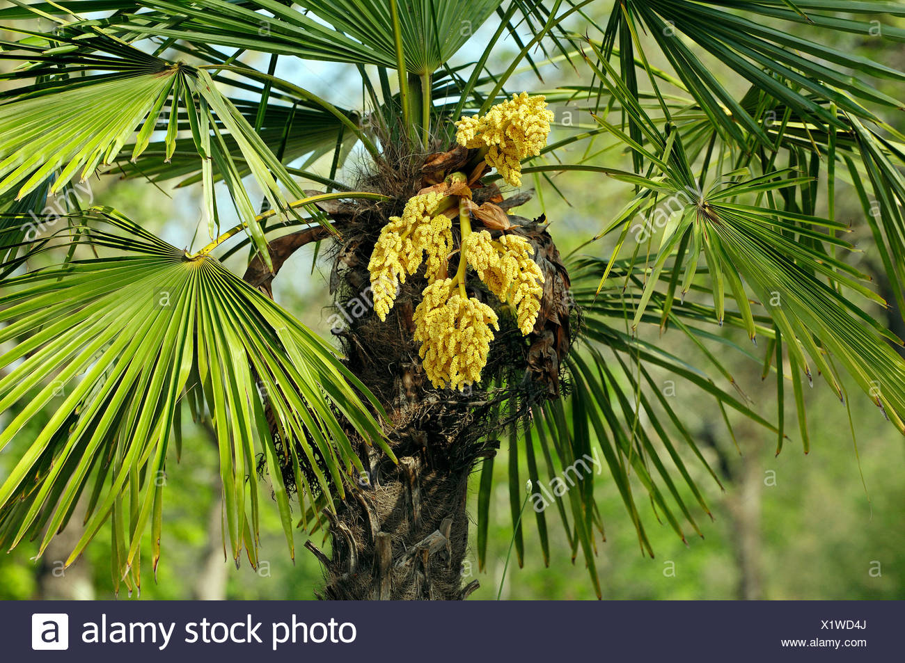 Trachycarpus Fortunei Chusan Palm Tree High Resolution Stock ...