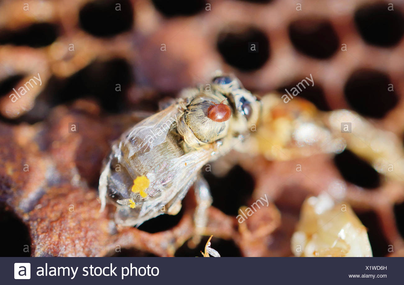 Varroa Mite On Bee High Resolution Stock Photography and Images - Alamy