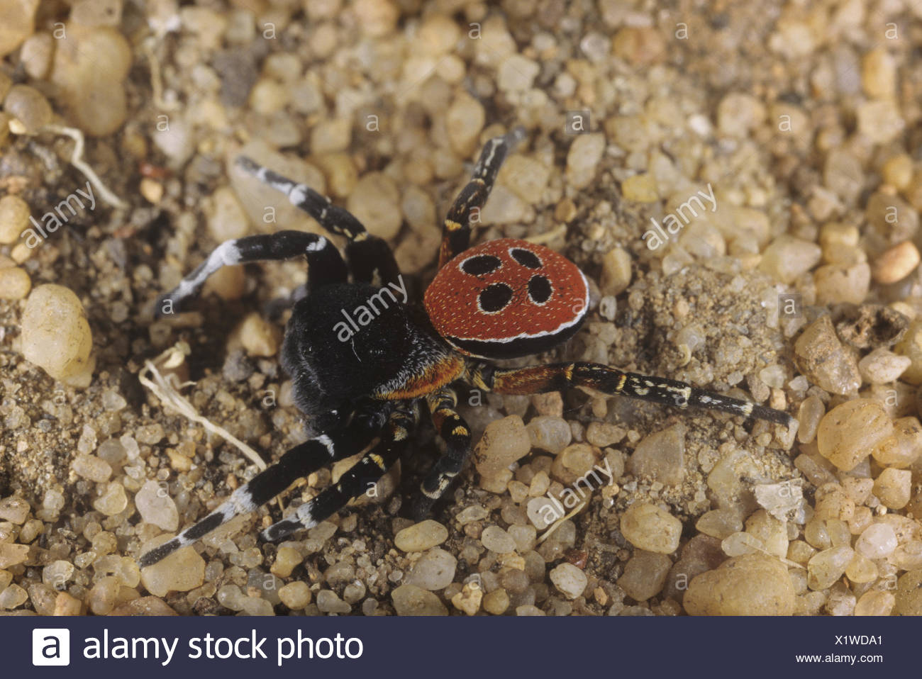Ladybird Spider Eresus Niger High Resolution Stock Photography and ...